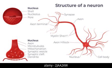 Reflex Of Human Neurology System Icons Set Vector Stock Vector Image & Art - Alamy