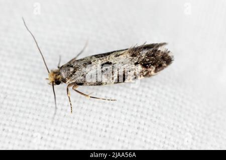 European grain worm or European grain moth Nemapogon granella is a ...