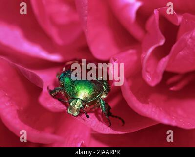 Fly and bright green rose chafer beetle on sunflower petals, macro shot ...