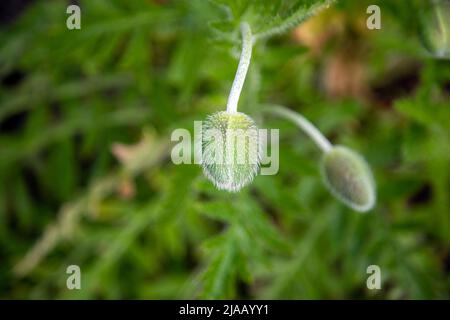 Blooming Flanders poppy flower and buds, Pleasant Hill Farm, Fennville ...