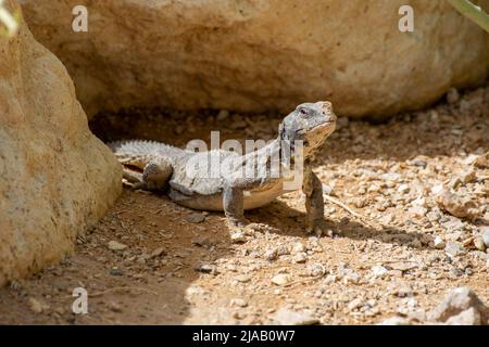 Spiny tailed lizard (Uromastyx aegyptia microlepis) Oman, January Stock ...