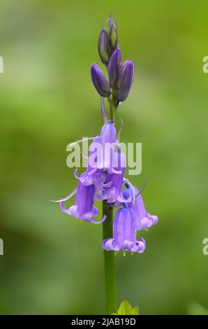Bluebell flowers blossoming in a woodland in Ireland. Hyacinthoides non ...