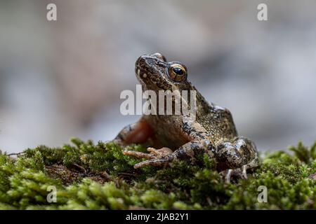 stream frog, Greek frog (Rana graeca), on land, Greece, Macedonia Stock ...