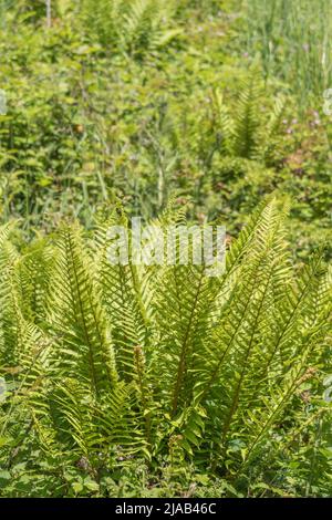 Unidentified species of fern in Cornwall hedgerow in early summer ...