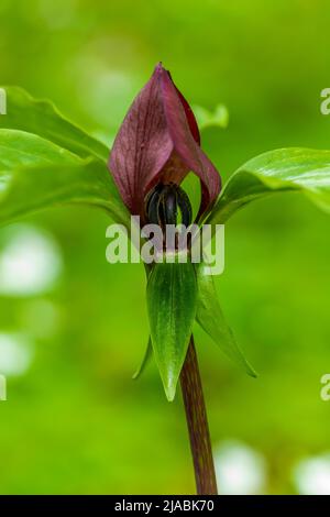 Prairie Trillium, Trillium recurvatum, flowering in Trillium Ravine ...