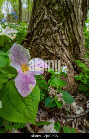 White pink trillium wildflowers flowers field closeup in Virginia Blue ...