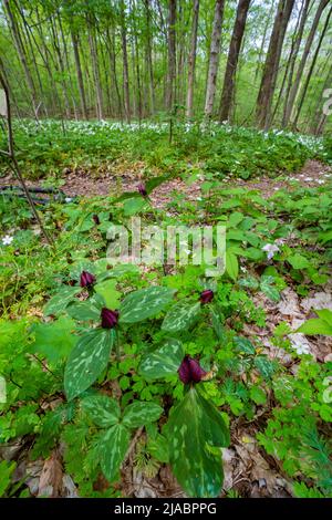 Prairie Trillium, Trillium recurvatum, flowering in Trillium Ravine ...