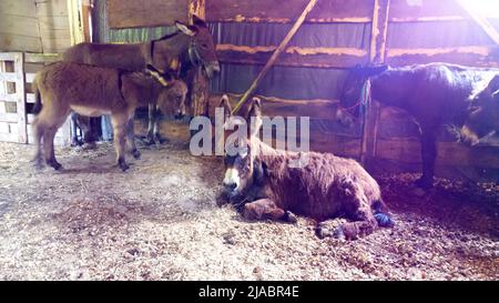 Herd of donkeys stand inside paddock. Many donkeys at donkey farm ...