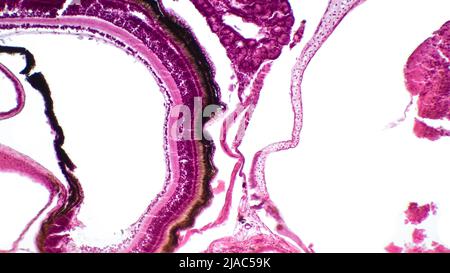 Frog eye. Light micrograph of a section through the eye of a frog. Most ...
