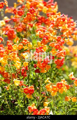 Bells of Fire Tecoma plant Stock Photo - Alamy