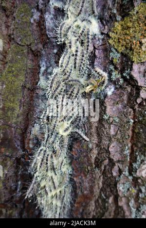 Eichen-Prozessionsspinner (Thaumetopoea processionea) - Nest am Stamm ...