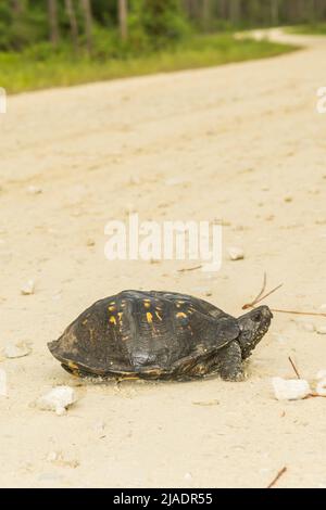 Gulf Coast Box Turtle Stock Photo - Alamy
