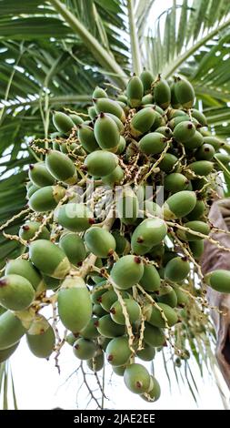 Ripe Betel nut or areca nut isolated on wooden background Stock Photo ...