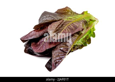 Newly harvested red lettuce on an isolated white background Stock Photo ...