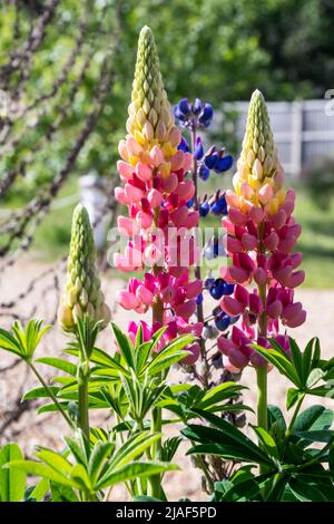 Lupins, Lupinus 'Noble Maiden' Stock Photo - Alamy
