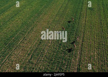 Aerial shot of group of roe deer running over cultivated wheat grass ...