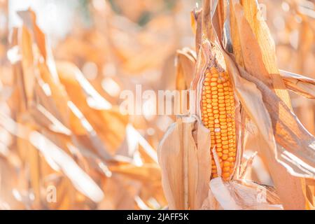 Fusarium corn ear rot damage. most common maize disease, selective ...