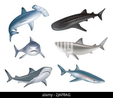 Sharks collection, great white shark Stock Vector Image & Art - Alamy