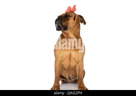 adorable bullmastiff puppy with bow headband sitting and drooling on ...