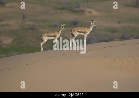 The rhim gazelle or rhim (Gazella leptoceros), also known as the ...