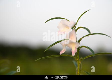 Sesame flowers in the tree Natural landscape view. Herbal tree Stock ...
