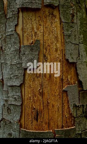 Beautiful tree bark peeling Stock Photo - Alamy