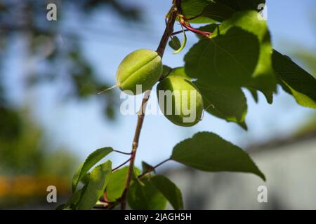 Green unripe apricot on a tree branch Stock Photo - Alamy