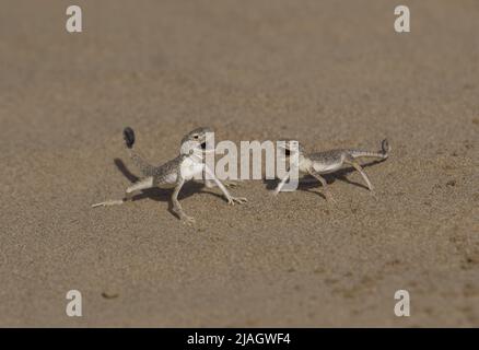 Arabian Toad-headed Agama (Phrynocephalus arabicus) is a species of ...