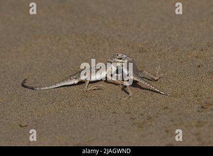 Portrait of an agama lizard (Phrynocephalus arabicus), Sharjah, UAE ...