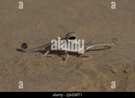 Arabian Toad-headed Agama (Phrynocephalus arabicus) is a species of ...