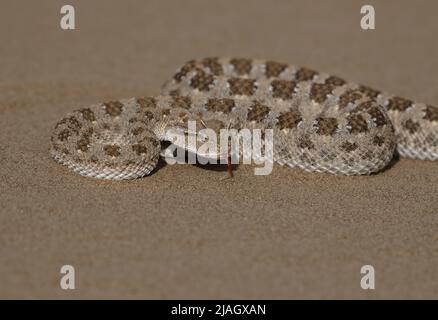 Cerastes cerastes, commonly known as the Saharan horned viper or the ...