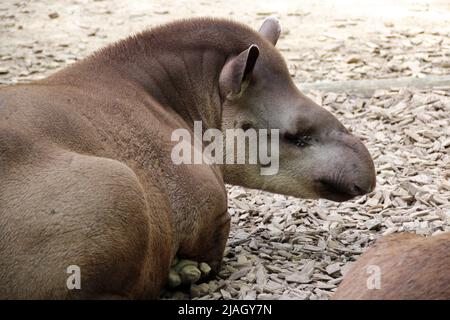 tapir in a zoo in france Stock Photo - Alamy