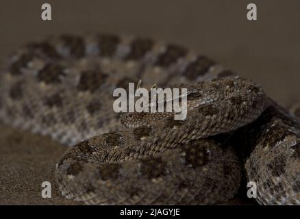 Cerastes cerastes, commonly known as the Saharan horned viper or the ...