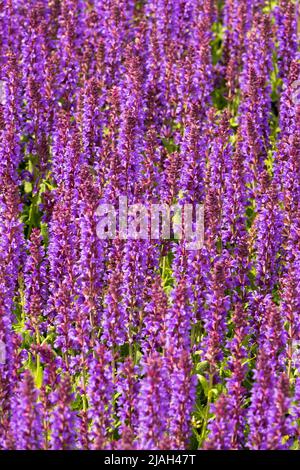 Salvia nemorosa, Meadow Sage, Salvia "Salute deep blue", Purple, May ...