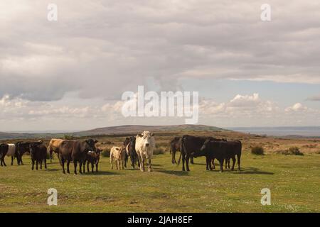 Free roaming cattle on the Gower Peninsula Stock Photo - Alamy