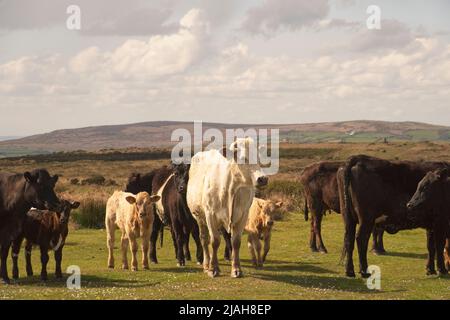 Free roaming cattle on the Gower Peninsula Stock Photo - Alamy