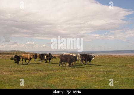 Free roaming cattle on the Gower Peninsula Stock Photo - Alamy