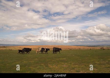 Free roaming cattle on the Gower Peninsula Stock Photo - Alamy