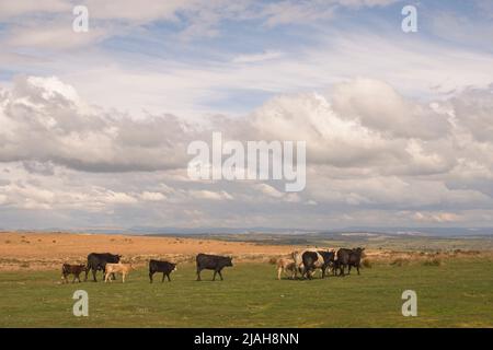 Free roaming cattle on the Gower Peninsula Stock Photo - Alamy