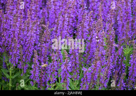 Meadow Sage, Salvia "Spring King", Salvia nemorosa, Flowers, Garden ...