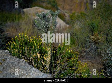Spring Trixis Flower Stock Photo - Alamy
