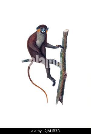 Moustached Monkey, Moustached Guenon (Cercopithecus cephus) Monkey ...