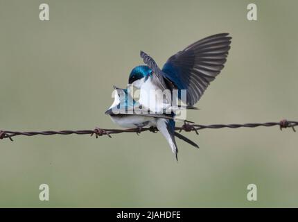 Tree swallows (Tachycineta bicolor) mating, Frank Lake, Alberta, Canada ...