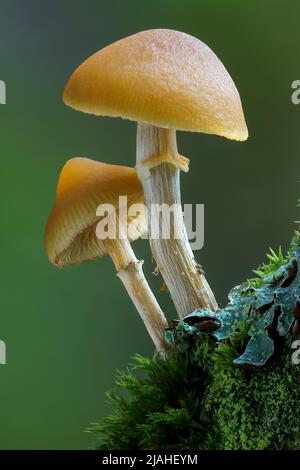 A close-up shot of mushrooms growing on a mossy stone on a cold autumn ...