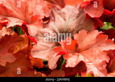 Red, Leaves, Heuchera "Rio", Coral bells, Heuchera leaves, Plant, Leaf ...