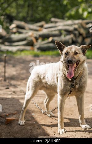 A small mongrel dog chained on a large metal chain. Dog portrait, close ...