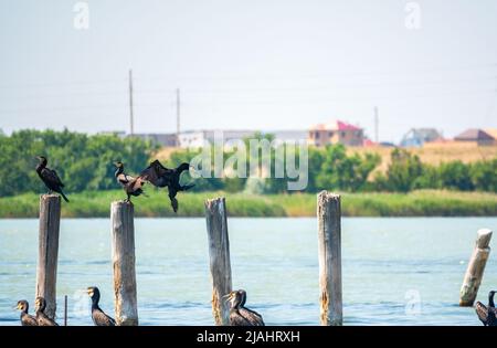 A flock of cormorants sits on a old sea pier. The great cormorant ...