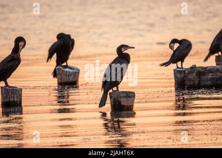 A flock of cormorants sits on a old sea pier. The great cormorant ...