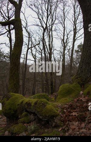 Old crooked trees Stock Photo - Alamy