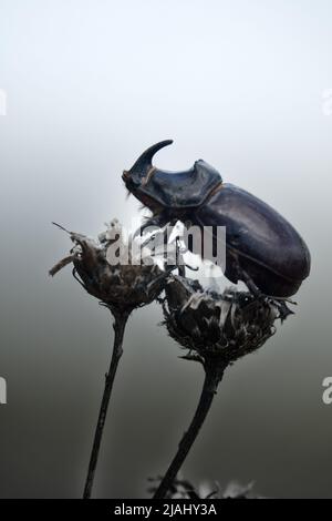 Dead insects. Rhinoceros beetle died in a dry place. Big bug Stock ...